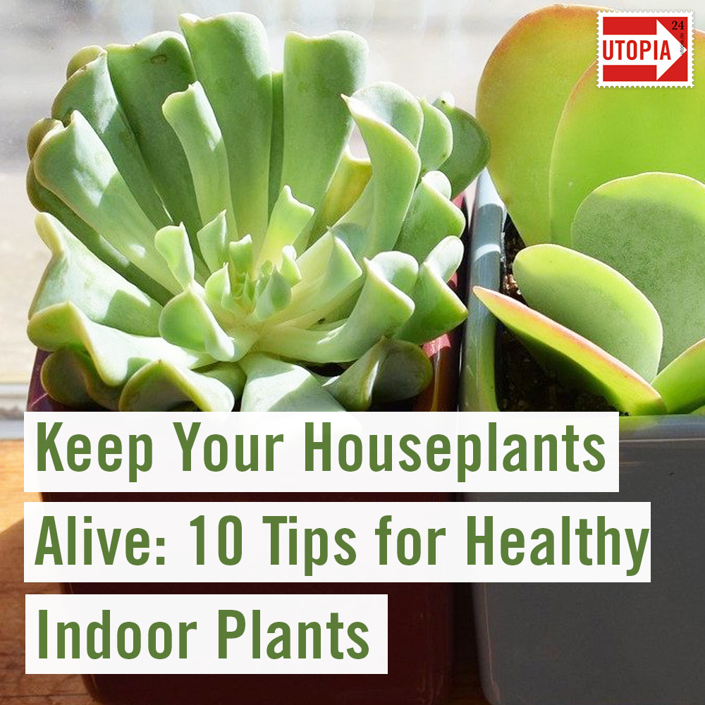 17 Best Free Plant Identification Apps & What They Can Do - Utopia