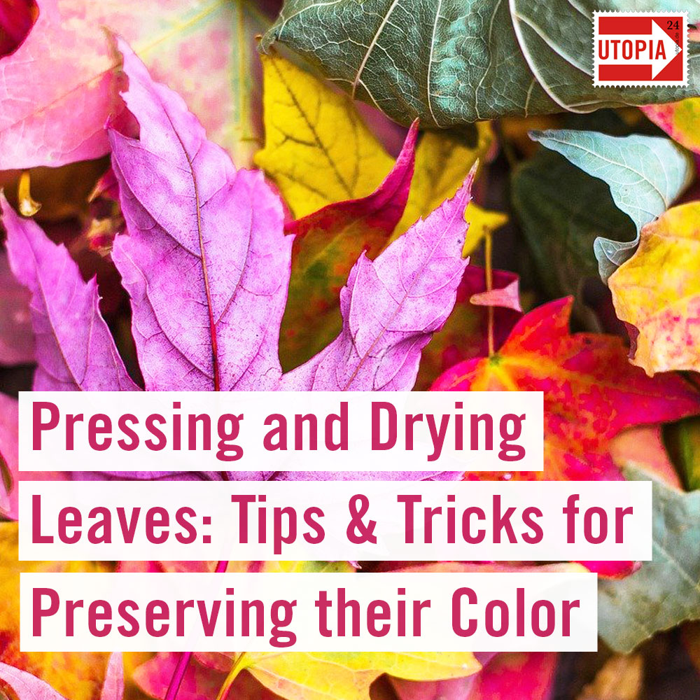 Drying and Pressing Leaves: Tips & Tricks - Utopia