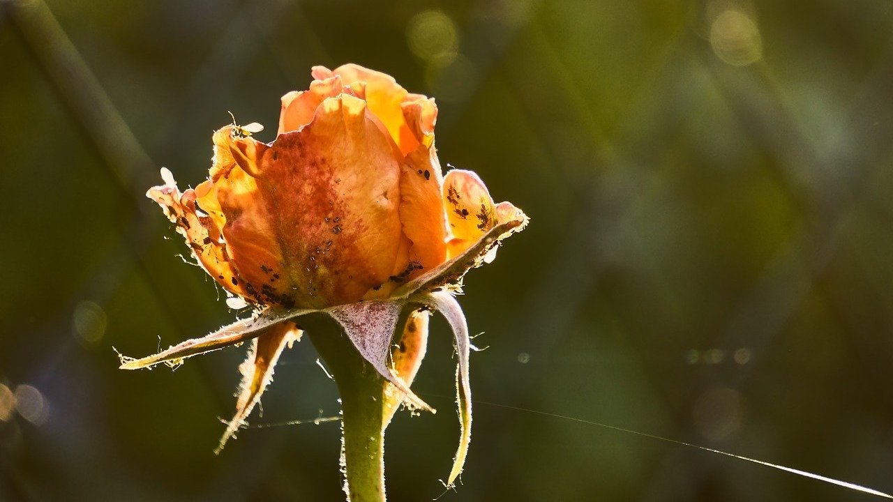 6 Rose Diseases and Pests and How to Treat Them - Utopia