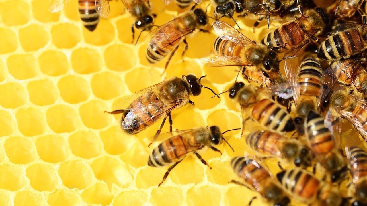 Bee extinction: What Happens if Bees Go Extinct? 10 Things That Wou
