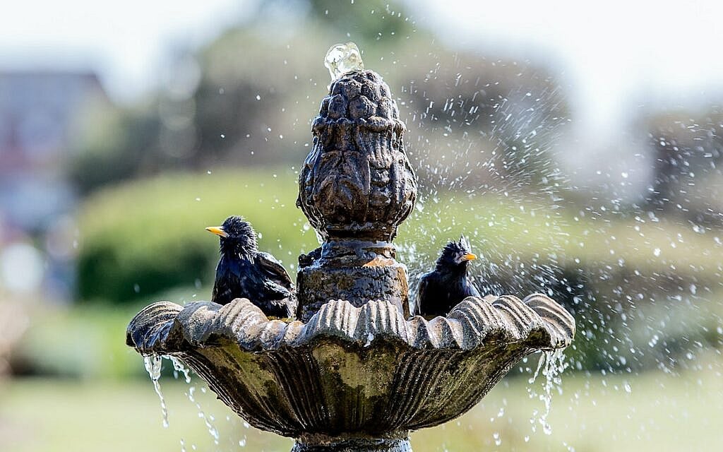 Water for Birds: Helping Refresh Our Feathered Friends - Utopia