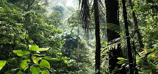Save the Rainforest: 7 Things You Can Do - Utopia