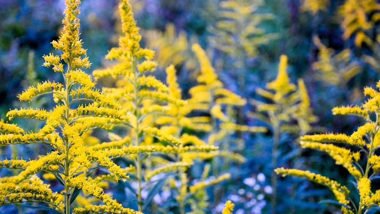 10 Beautiful Autumn Flowers That Bloom in Fall - Utopia