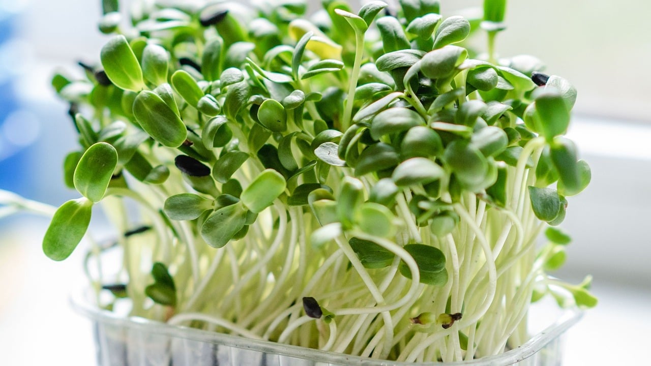 How to Grow Microgreens: A Step-By-Step Guide - Utopia