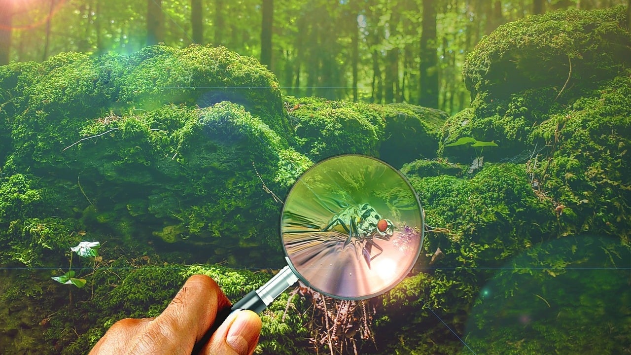 5 Free Apps to Identify Bugs and Insects - Utopia