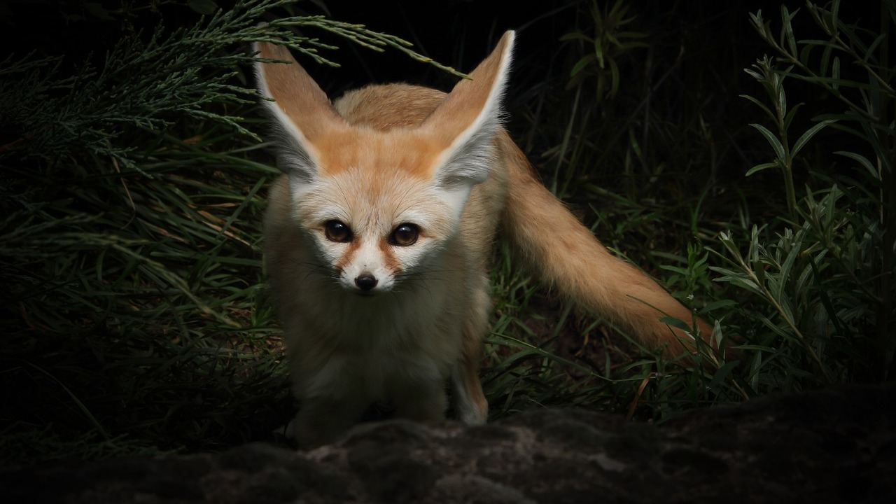 A Fox as a Pet? Why That's Not Cute but Cruel - Utopia