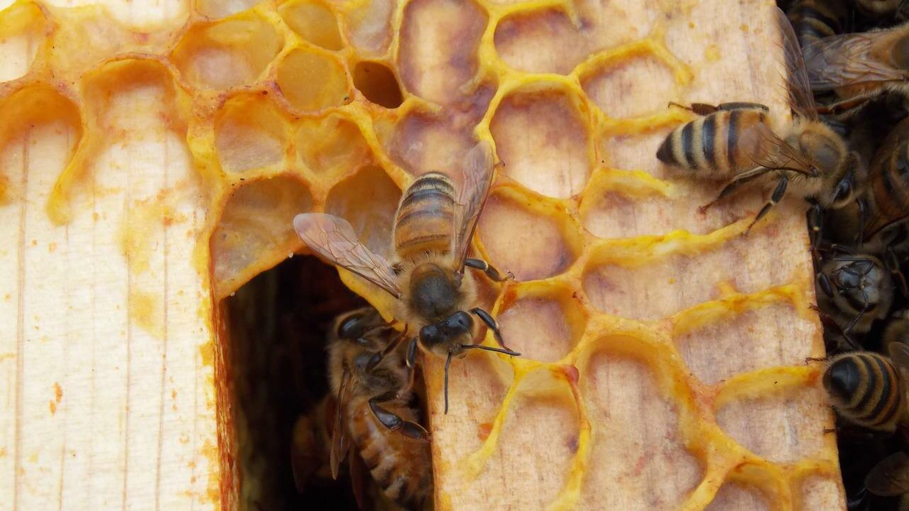 Bee Propolis: 6 Most Important Benefits and Drawbacks - Utopia