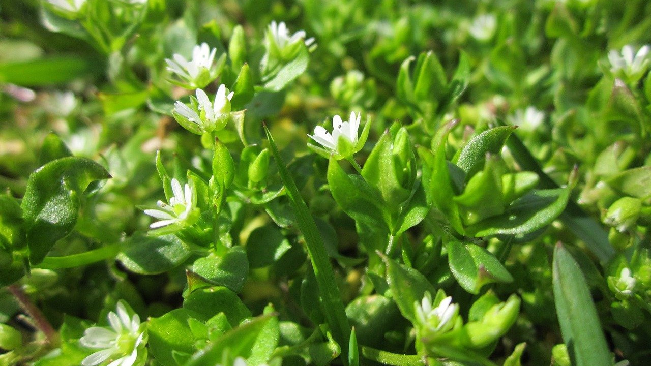 Chickweed: How to Use this Edible Wild Herb - Utopia