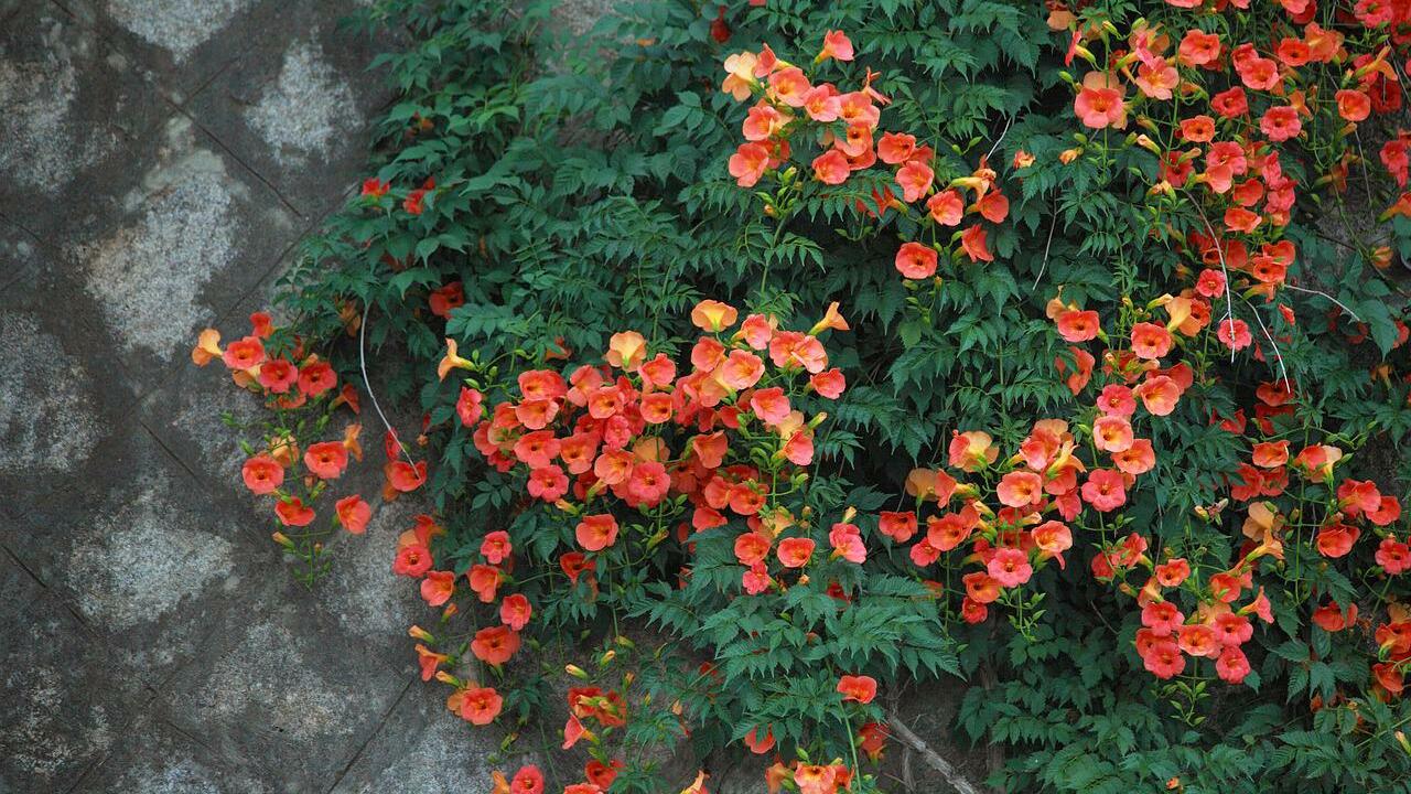 25 Gorgeous Climbing Plants for Your Home & Garden - Utopia