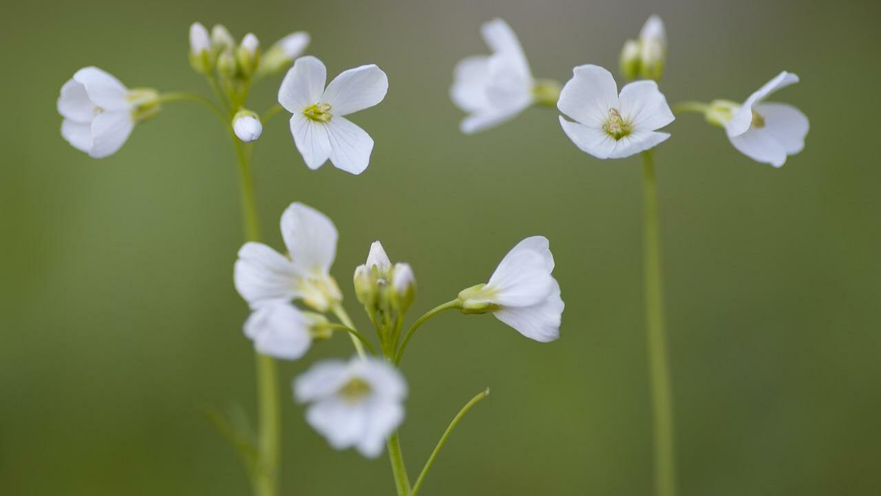 Sweet Woodruff: Ultimate Growing Guide & Syrup Recipe - Utopia