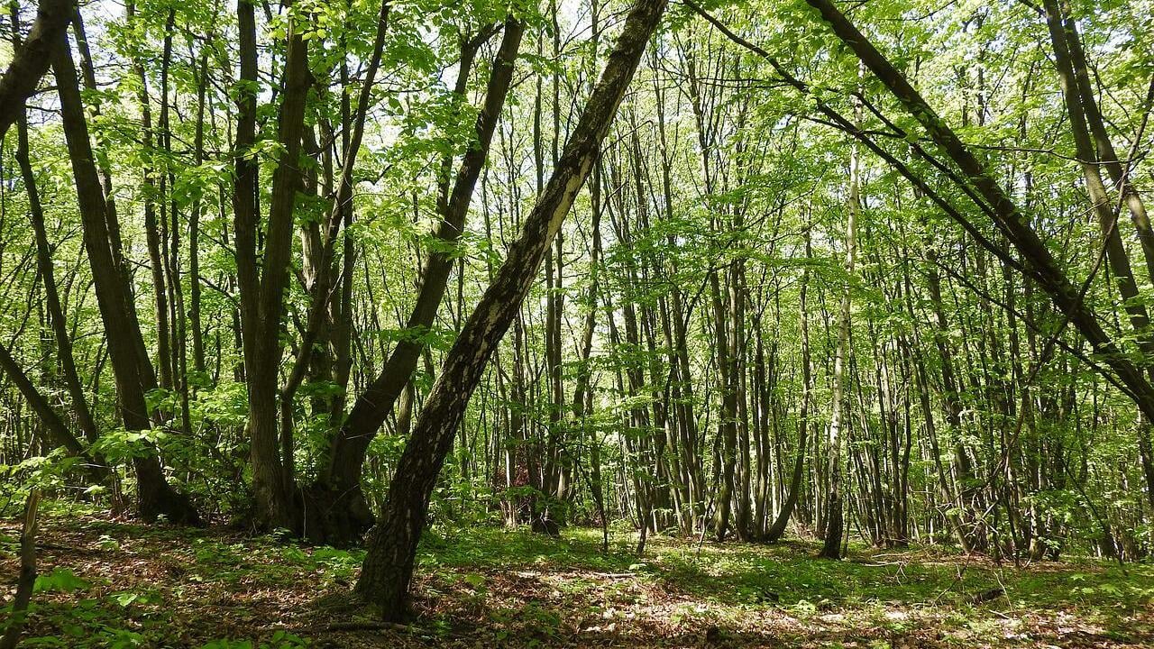 Coppicing: Benefits of the Traditional Woodland Management - Utopia