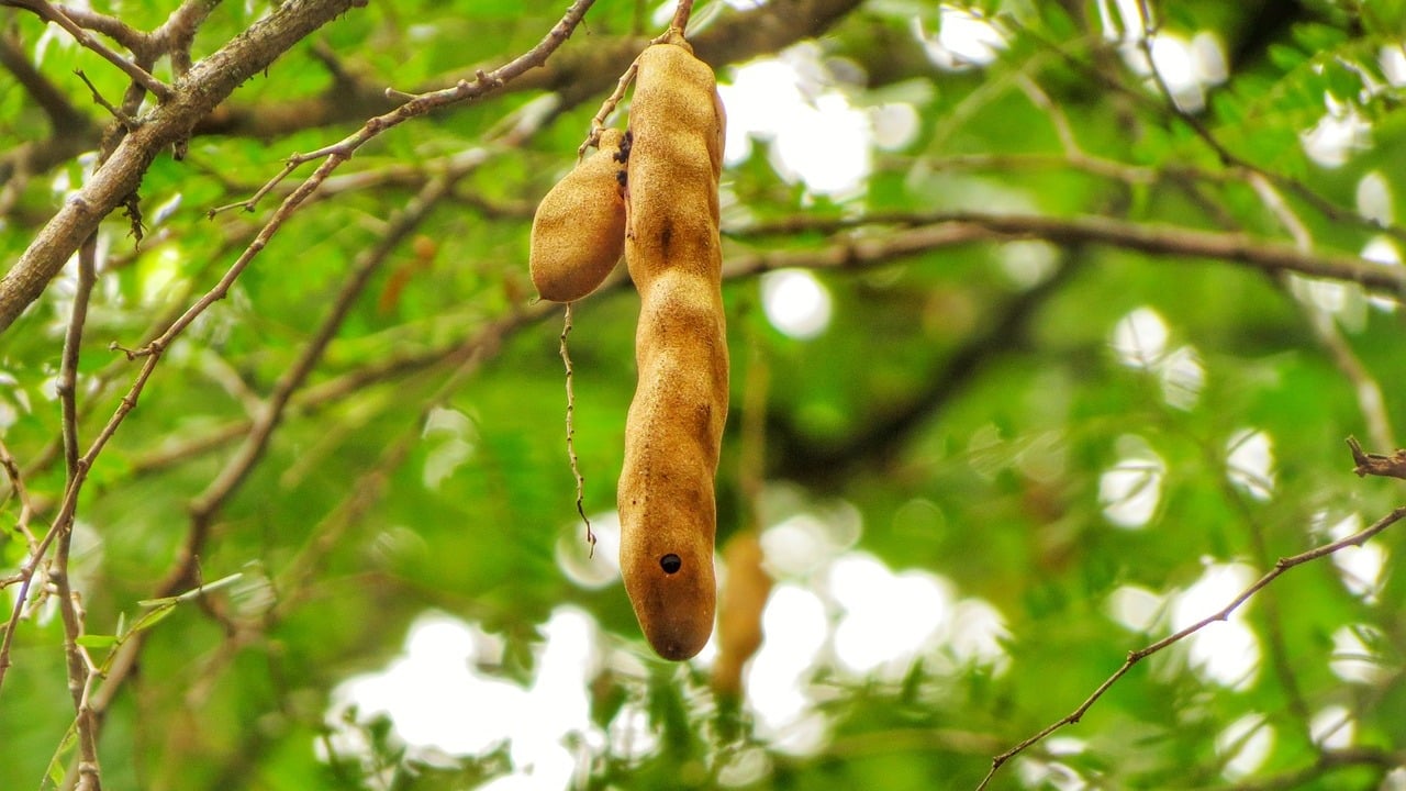 What Is Tamarind? What It Tastes Like & How to Use It - Utopia