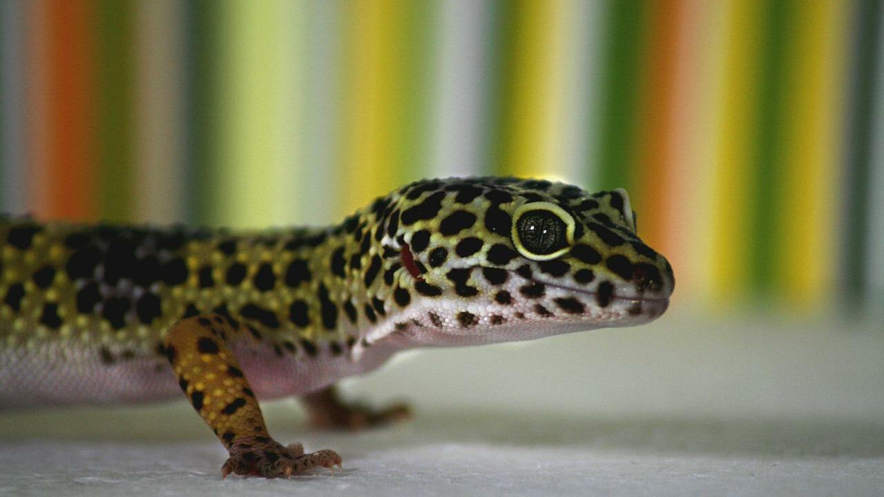 Meet the Leopard Lizard, America's Polka-Dot Reptile - Utopia