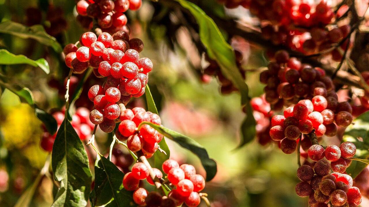 Autumn Olive Berry: Benefits and Uses - Utopia