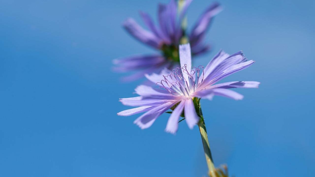 The Top 5 Chicory Benefits For Your Health - Utopia