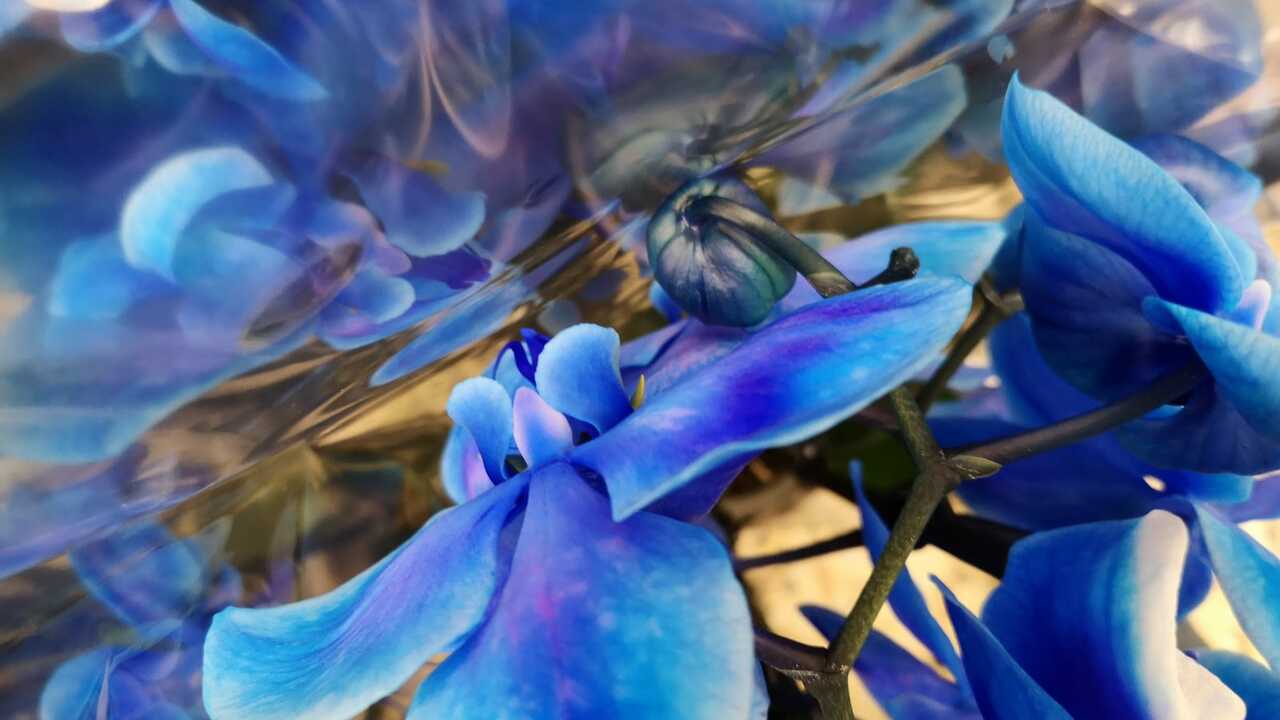 Dyed Flowers: Natural Science Experiment for Kids - Utopia