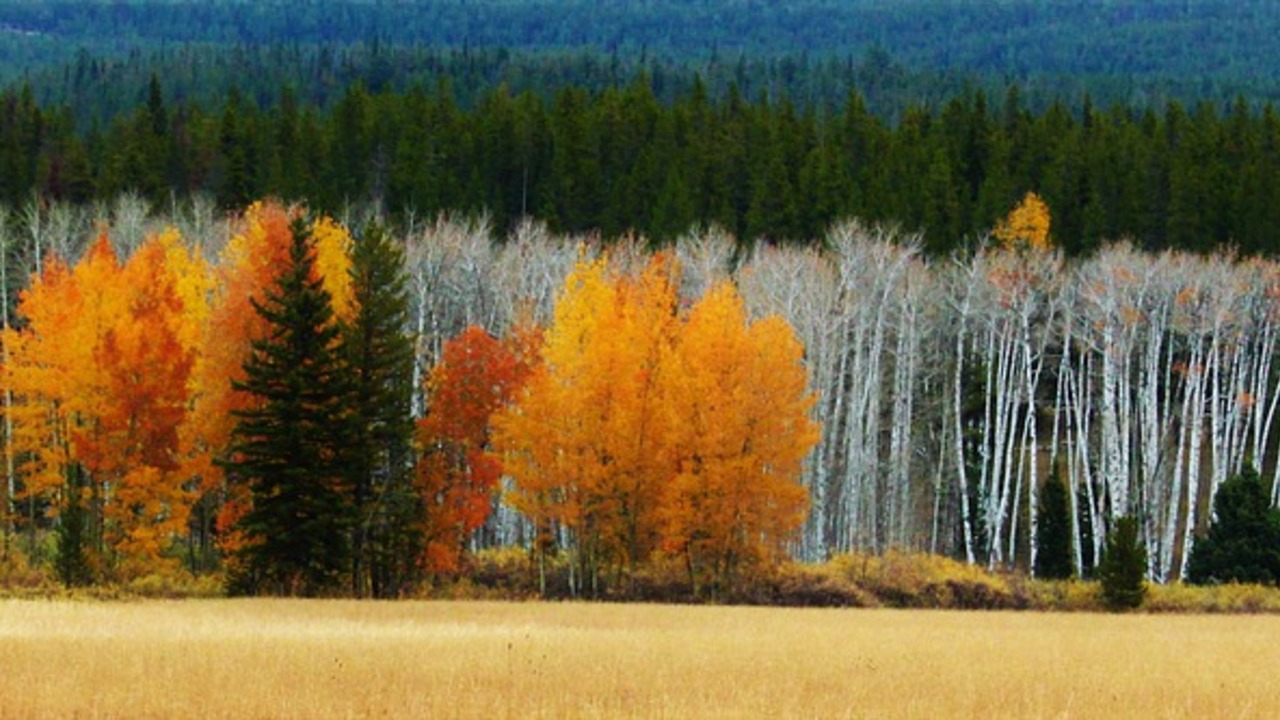 10 Facts About Trees: How They Feel & Communicate - Utopia