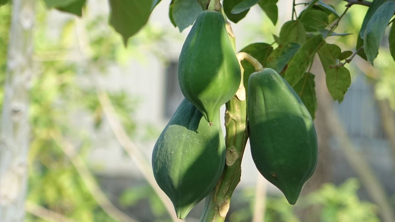 Planting Pawpaw Trees: Ultimate Growth and Care Guide - Utopia