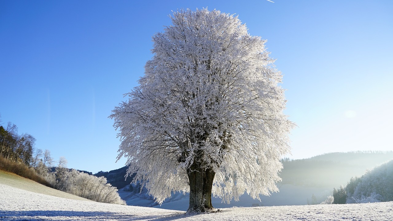Why the Survival of Trees in Winter Is a Growing Concern - Utopia
