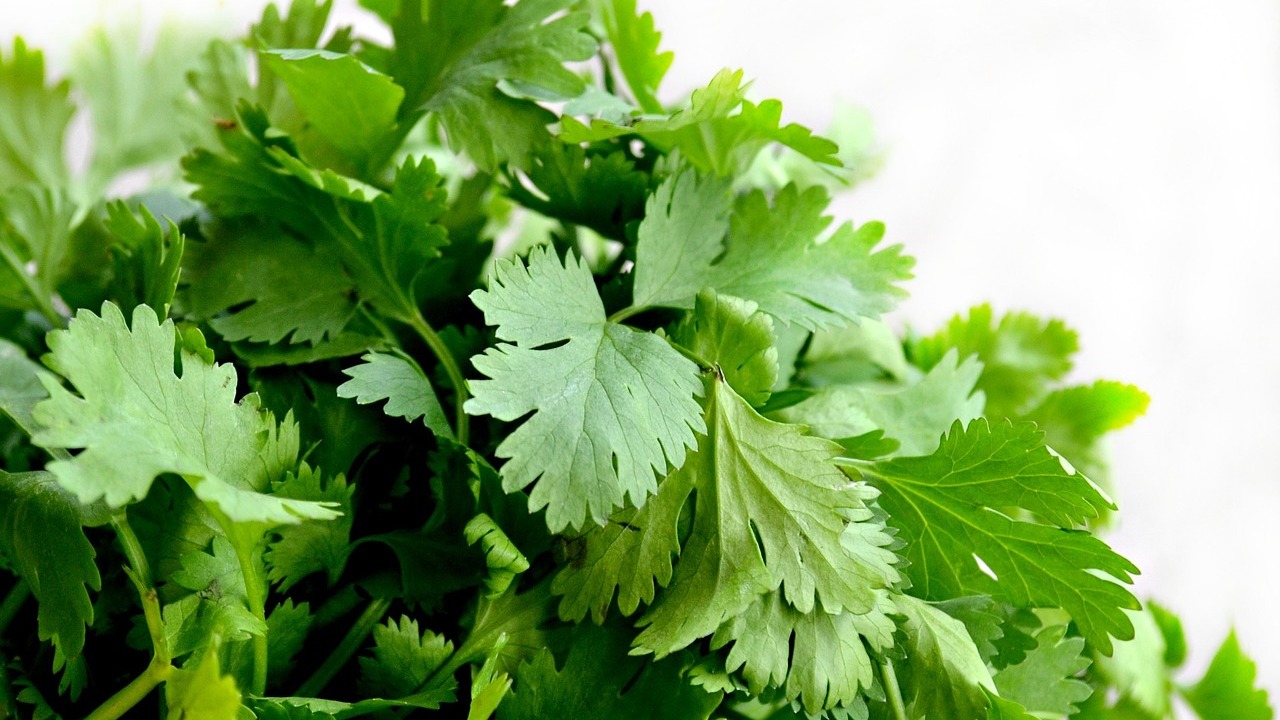 How to Freeze Cilantro in 3 Easy Steps - Utopia