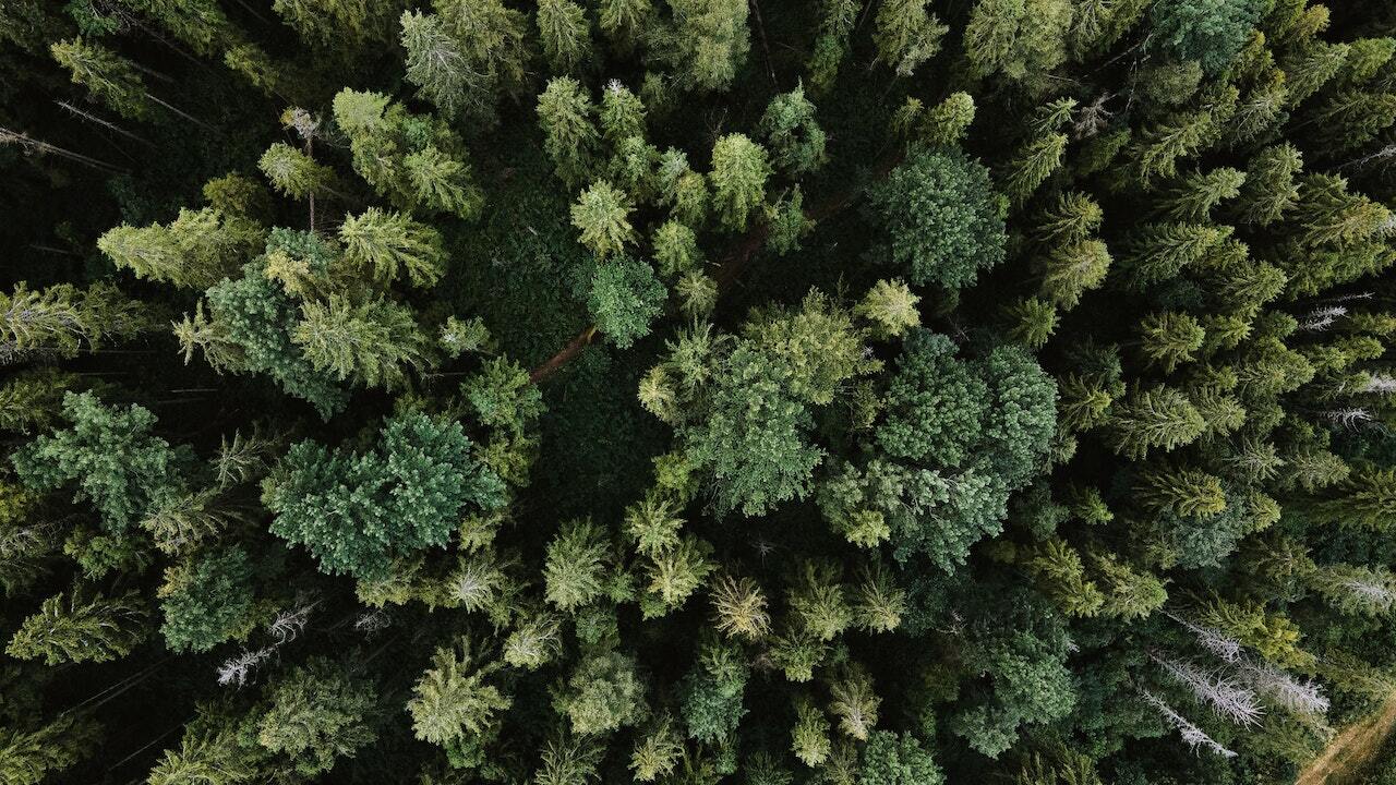 Reforestation: What It Is, Why It Matters & How to Help - Utopia