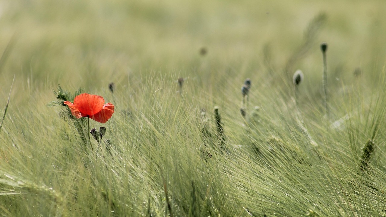 8 Best California Native Grasses for Landscaping and Gardens - Utopia