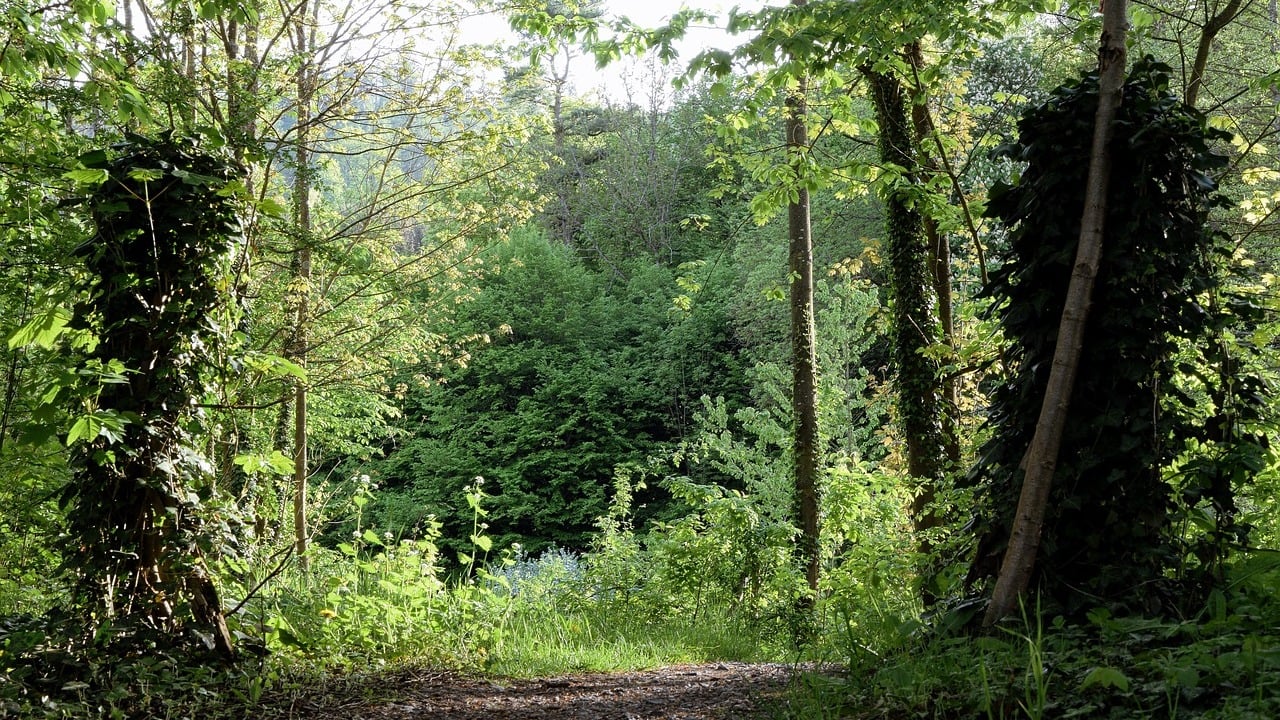 7 Scary Poisonous Trees to Avoid in the US - Utopia