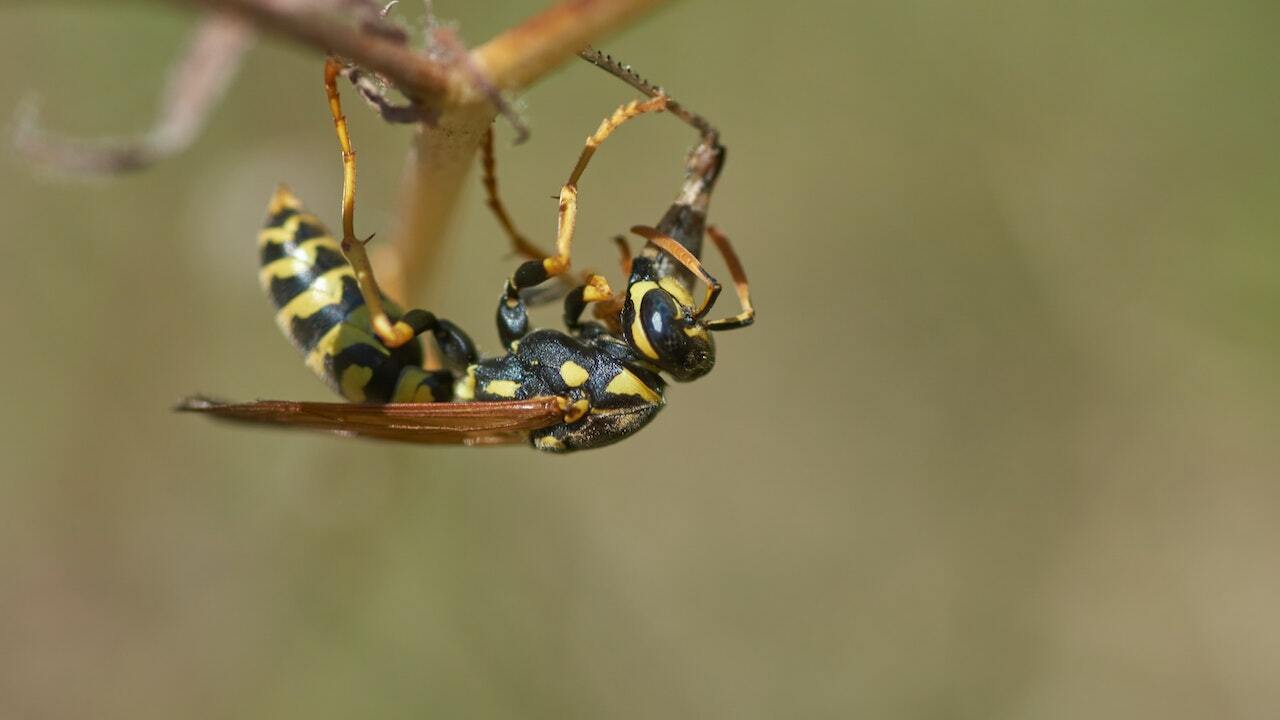 What Do Wasps Do for the Environment? Do We Need Them? - Utopia