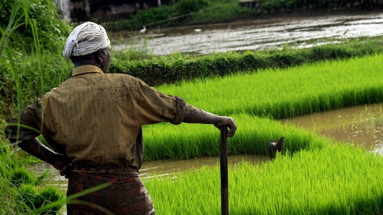 What Is Subsistence Farming Definition Interesting FAQs Utopia