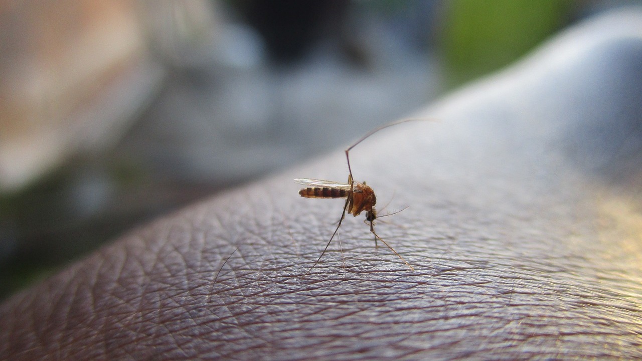 What Purpose Do Mosquitoes Serve? How They Help and Hurt - Utopia