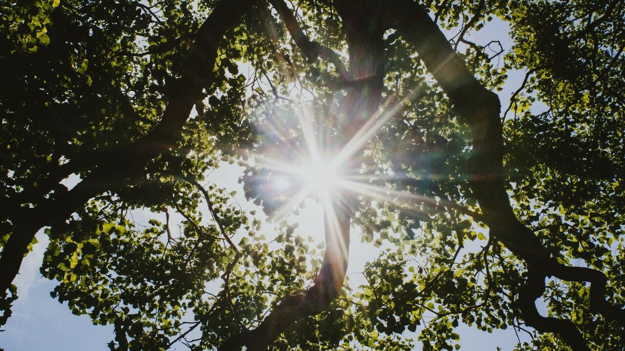 9 Fast Growing Shade Trees for Zones 1 to 9 - Utopia