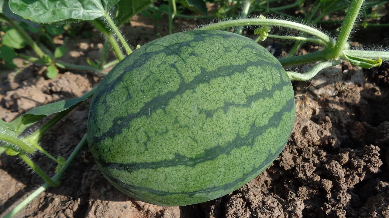When to Pick Watermelon for Perfect Texture and Taste - Utopia